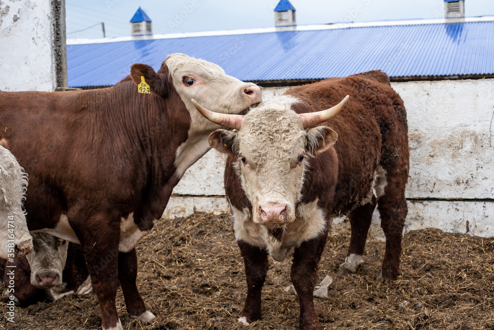 Foto de meat breed of bulls and cows at the cattle factory do Stock ...