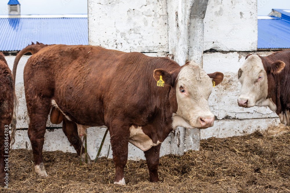 meat breed of bulls and cows at the cattle factory Stock Photo | Adobe ...