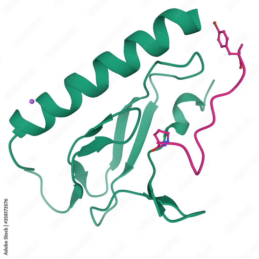 Crystal structure of the human calcitonin receptor ectodomain (green ...