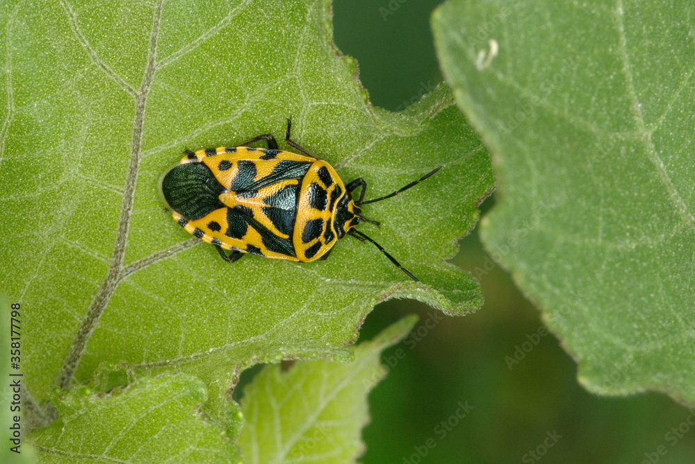 The shield bug (Eurydema ventralis, Family Pentatomidae) Stock Photo ...