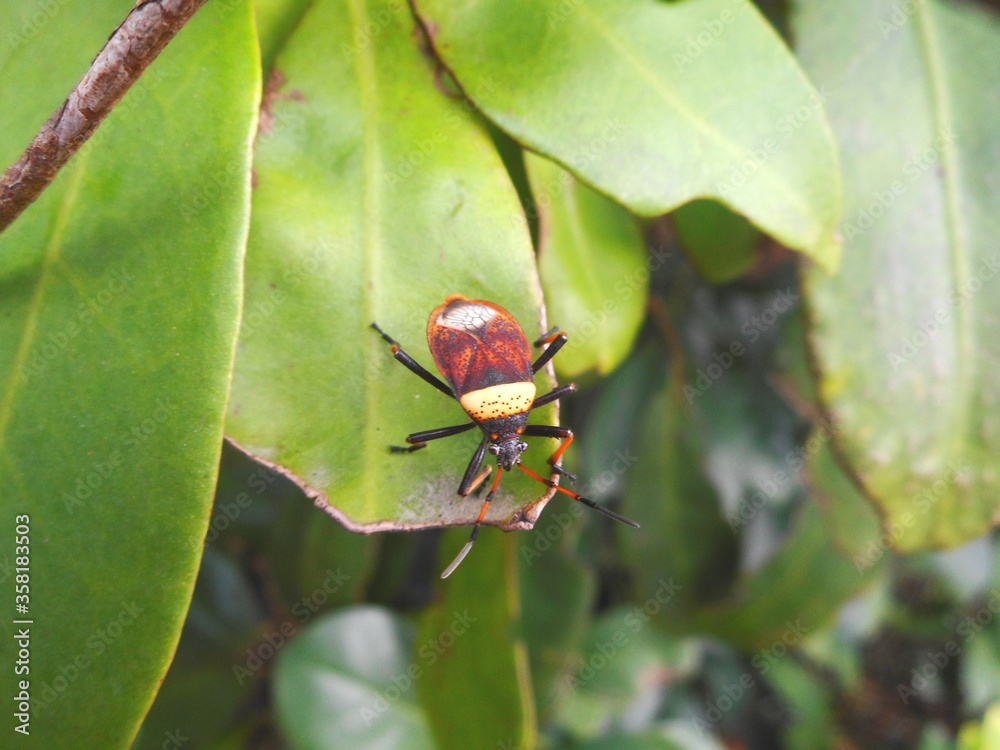 animalia insecta hemiptera familia largidae percevejo largus humilis ...