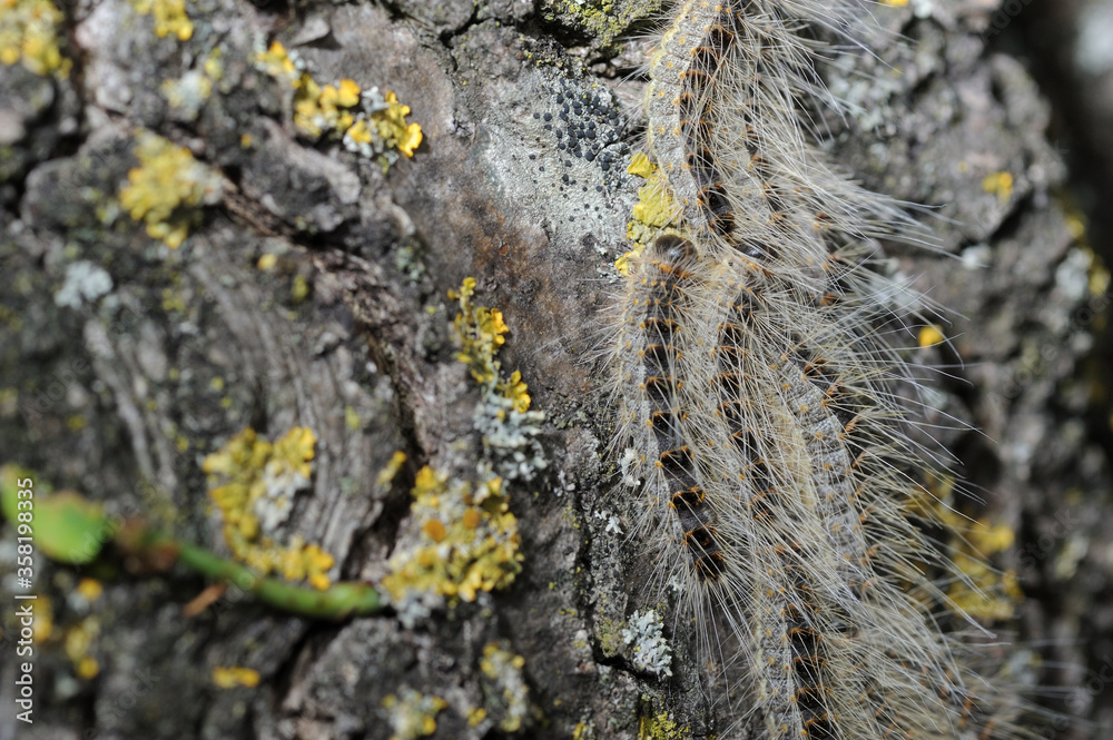 Verwunderlich Eichenprozessionsspinner %C3%84Hnliche Raupen Bild