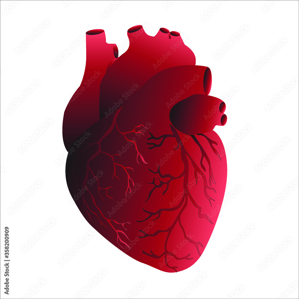 vector isolated human heart. Anatomically correct heart with venous ...