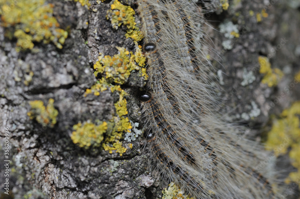 Raupen des Eichenprozessionsspinner an Eiche während Prozession ...