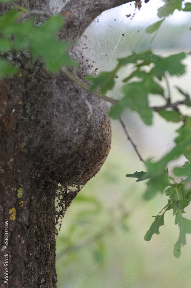Eiche mit Eichenprozessionsspinner Nest ohne sichtbare raupen die ...