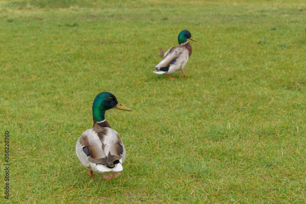 Male ducks go in meadow. Couple. Drake with a dark green head, beak ...