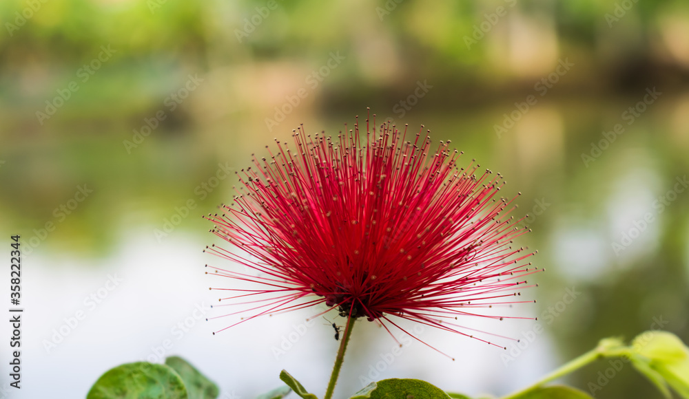 Calliandra grandiflora flower from the garden. Stock Photo | Adobe Stock