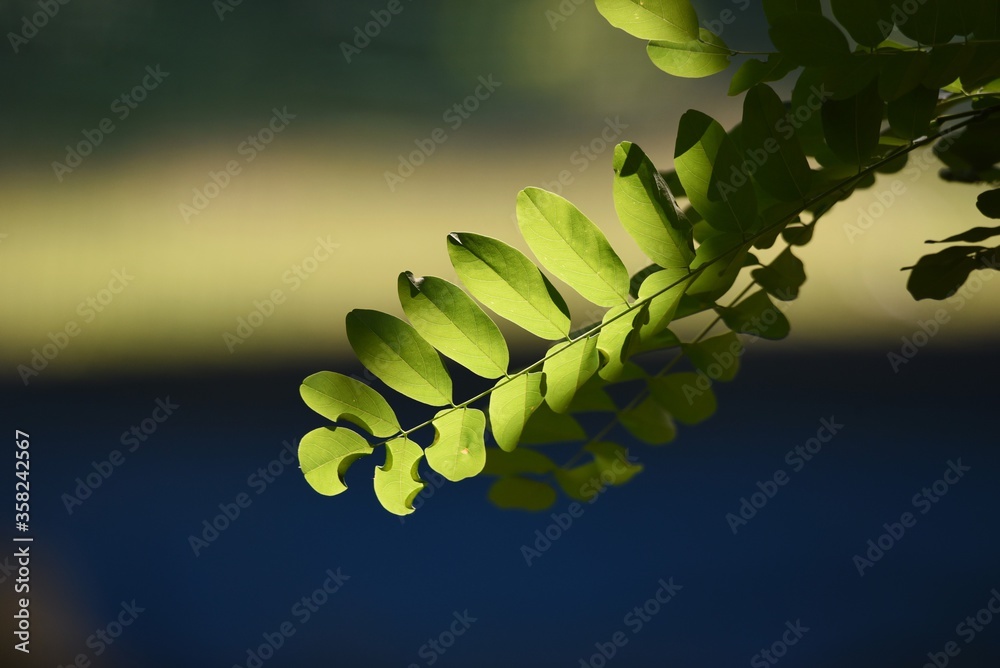Locust tree seed pod and leaves / Locust tree is a Fabaceae deciduous ...