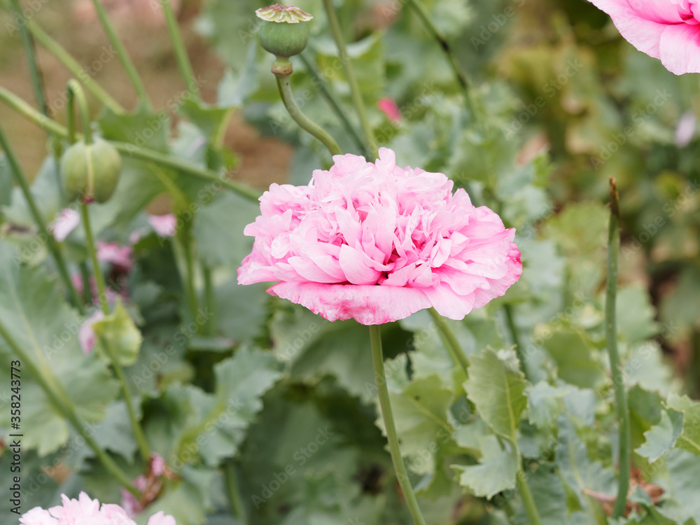 (Papaver somniferum) Gros plan sur une fleur de pavot somnifère ou ...