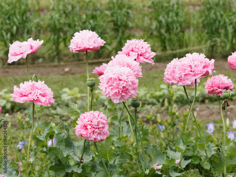 Papaver somniferum | Pavot à opium ou pavot somnifère à fleurs doubles ...