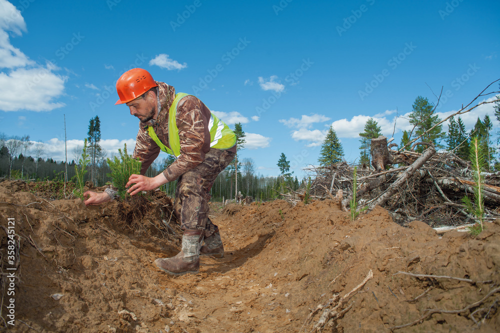 Forest officer planting young trees at the site of a felled forest ...