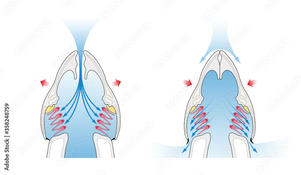 Exchange and Transport Systems - Gas Exchange in Fish Stock ...