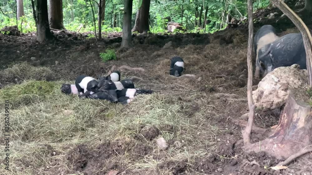 Cute little piglets playing and sleeping on the pile. Healthy pigs ...