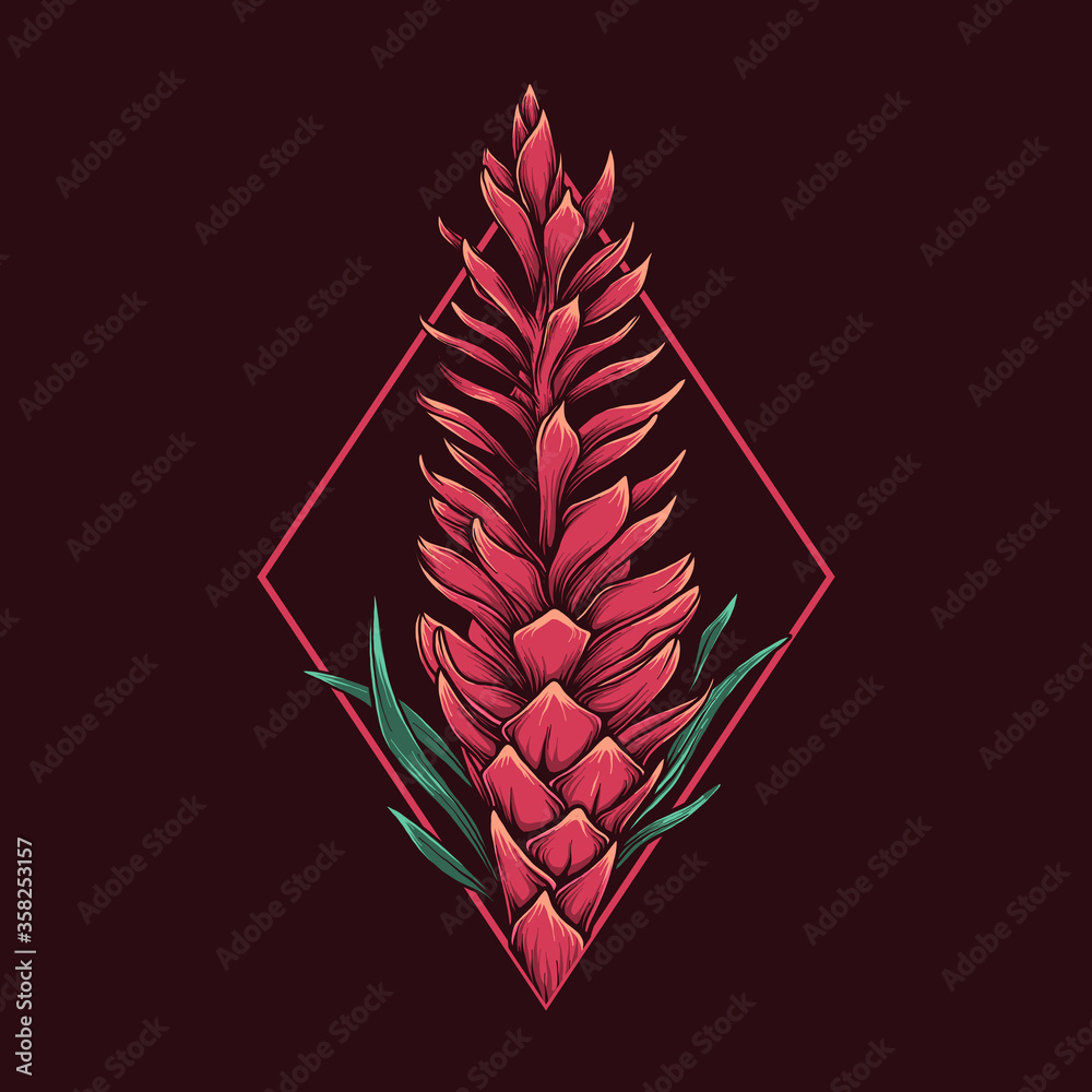 Hand drawing vintage alpinia purpurata vector illustration Stock Vector ...