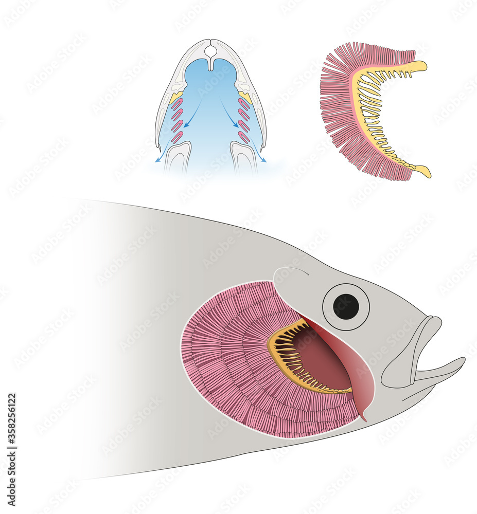 Structure of Gills in Fishes and respiration Stock Illustration | Adobe ...