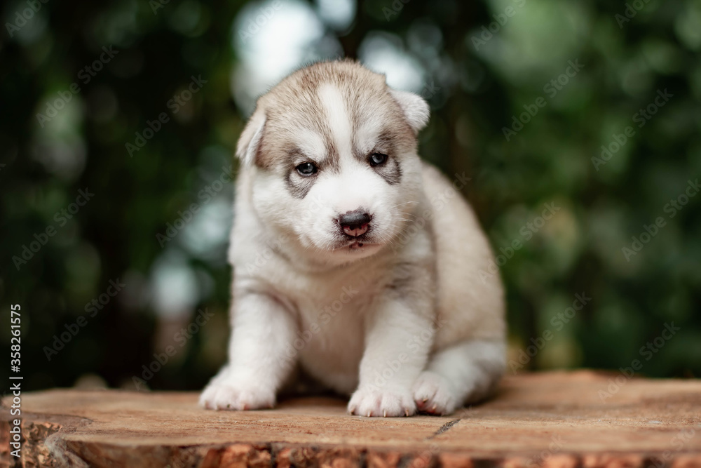 One Little cute puppy of Siberian husky dog outdoors Stock Photo ...