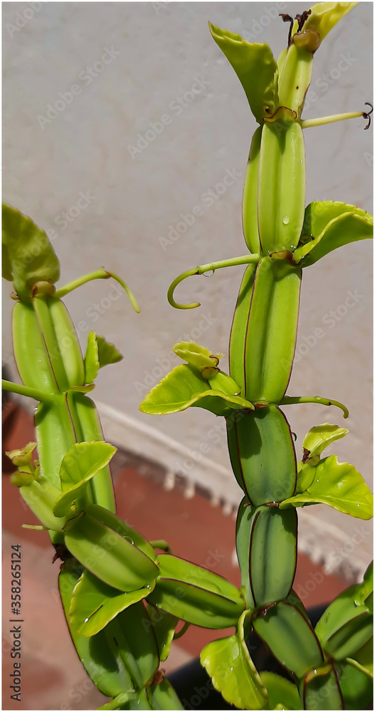 Fotka „Fresh green Adamant creeper or Veldt grape plant with curly leaf ...