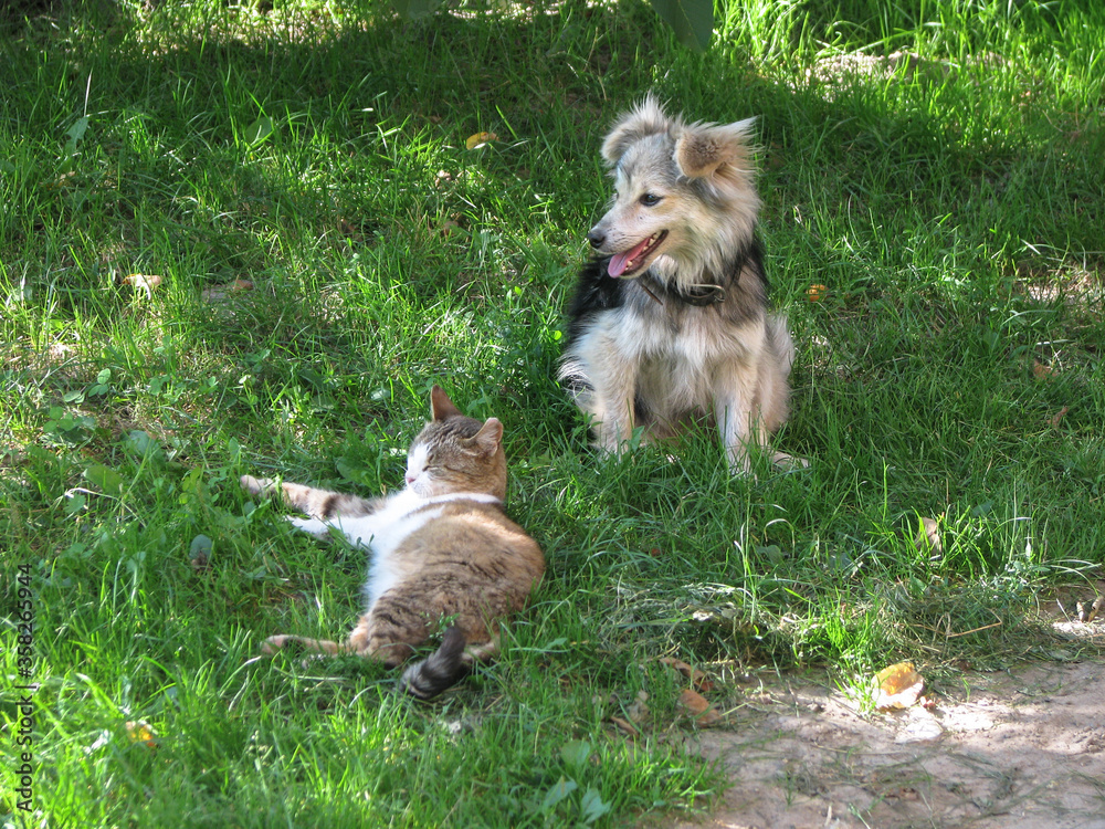 Red cat and dog walk on the lawn. Friendship of pets in the park ...