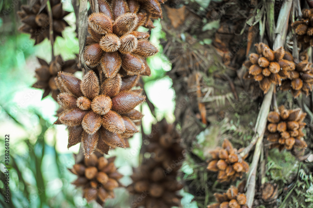 Closeup crowd of fresh salak, or Snake fruit, hanging from the salacca ...