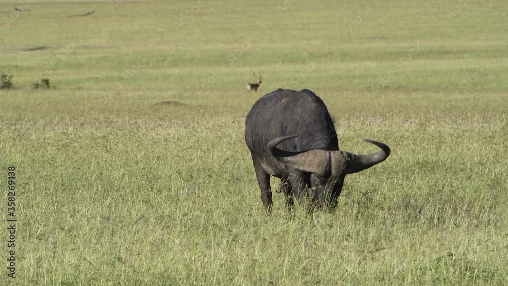 Male bull Cape buffalo shows aggressive behavior in the grassland of ...