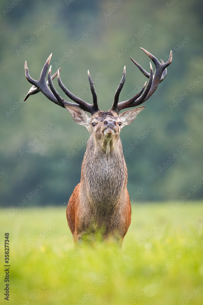Proud red deer, cervus elaphus, stag looking into camera from front ...