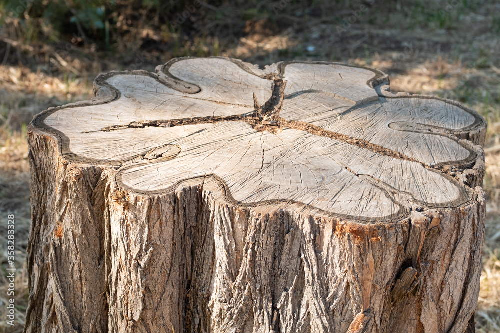 Stump of an old tree. Texture, background of felled tree, stump. Stock ...