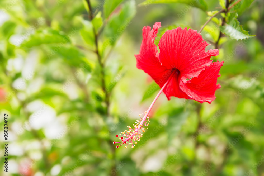 Hibiscus rosa-sinensis, known colloquially as Chinese hibiscus, China ...