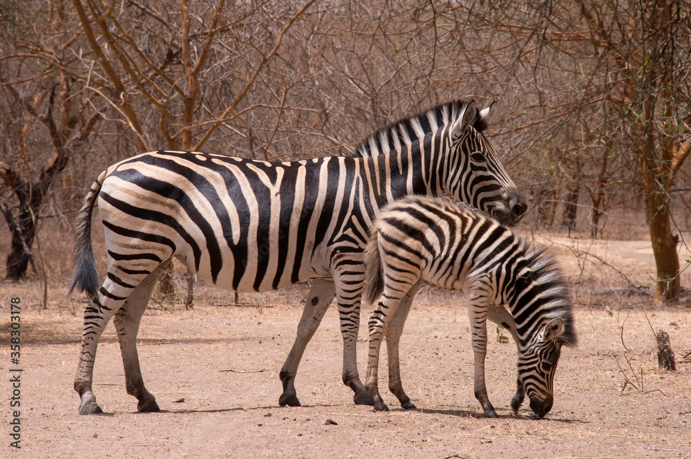 Zebra con su cría pastando en una reserva natural de Senegal Stock ...