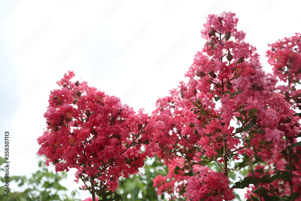 Crepe-myrtle. Crape Flower. Common Crape Myrtle. Indian lilac. Chinese ...