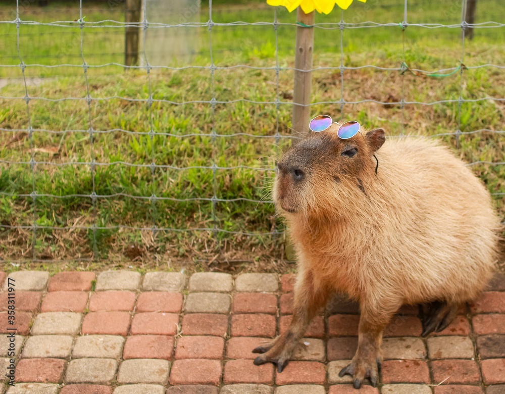 Single capybara sitting on brick stones with sunglasses on the head ...