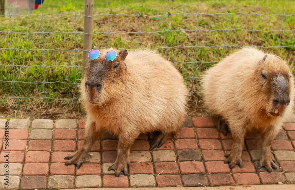 Single capybara sitting on brick stones with sunglasses on the head ...