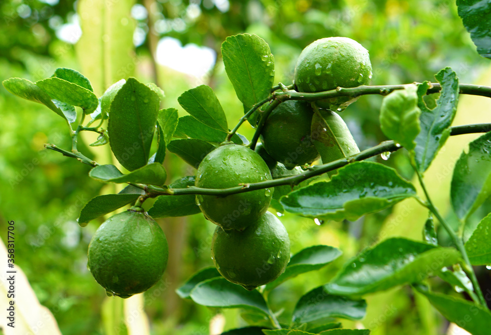Green lemon on the tree blurred green background, an excellent source ...