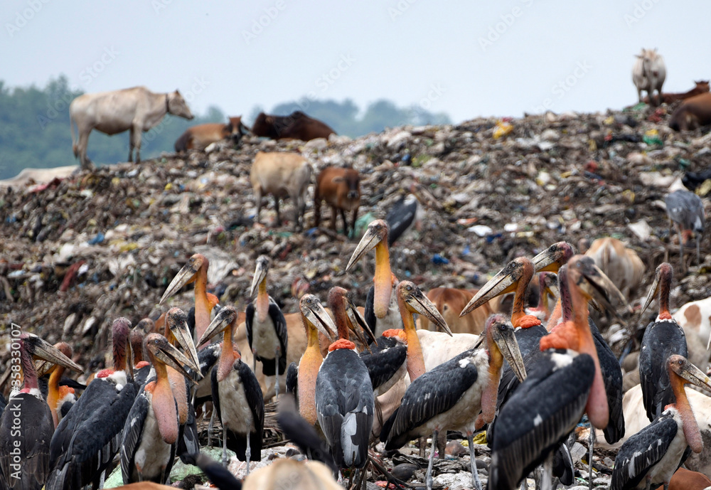Animals and birds wander around at one of the largest disposal site, as ...
