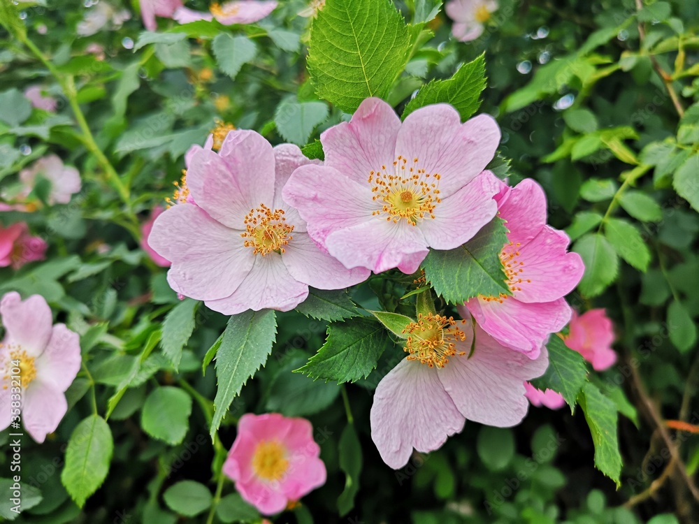 Beautiful pink flower - Dog rose or Wild rose. Rosa canina, commonly ...