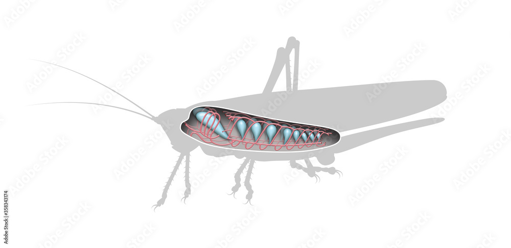 Grasshopper respiratory system diagram. The process of breathing in ...
