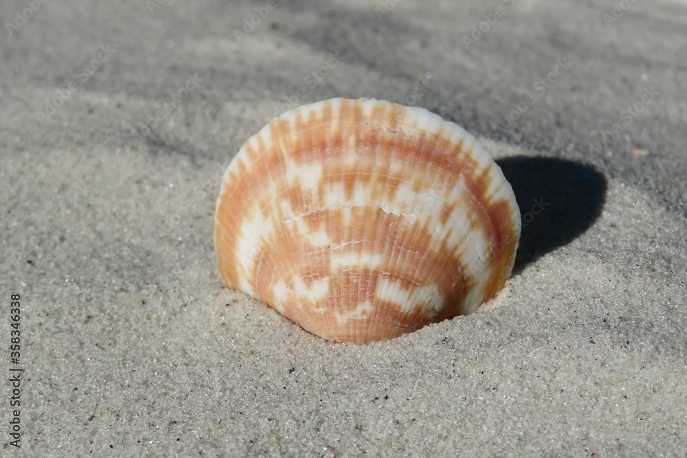 Beautiful orange seashell on sand background in Florida beach, closeup ...