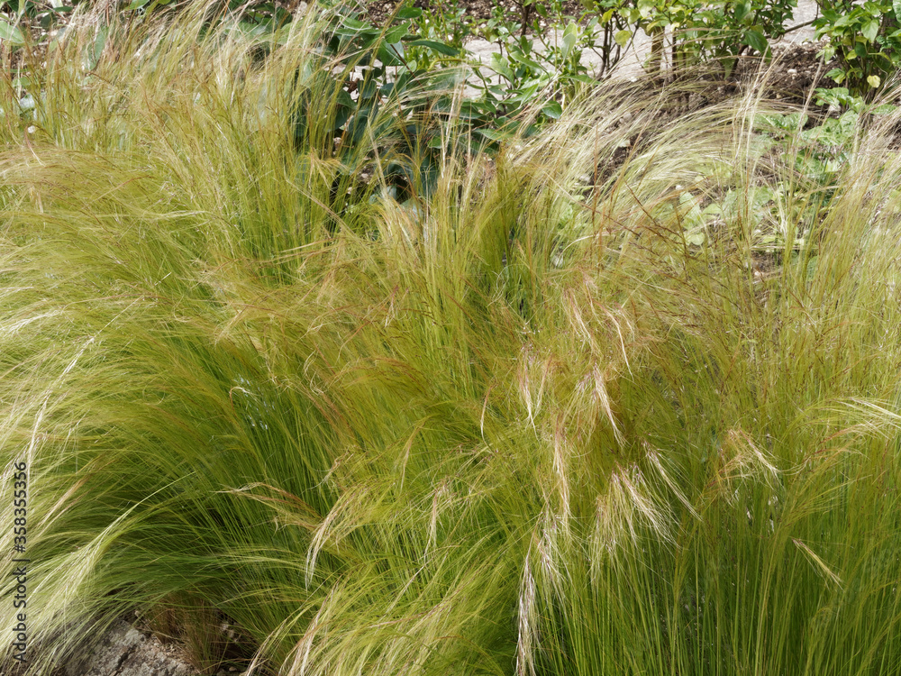 (Stipa tenuifolia) Stipe cheveux d'ange ou jarava plumeux aux panicules ...