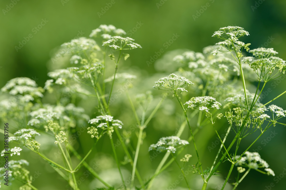 Anise flower field. Food and drinks ingredient. Fresh medicinal plant ...