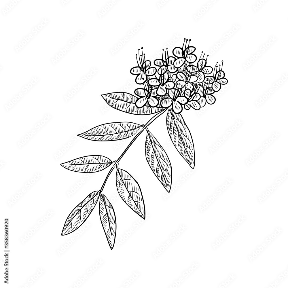 vector drawing ashoka tree Stock Vector | Adobe Stock