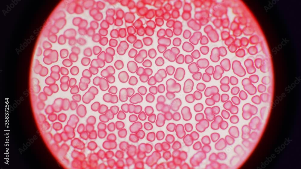Blood cells movement microscopic view. Red blood cells, platelets and ...