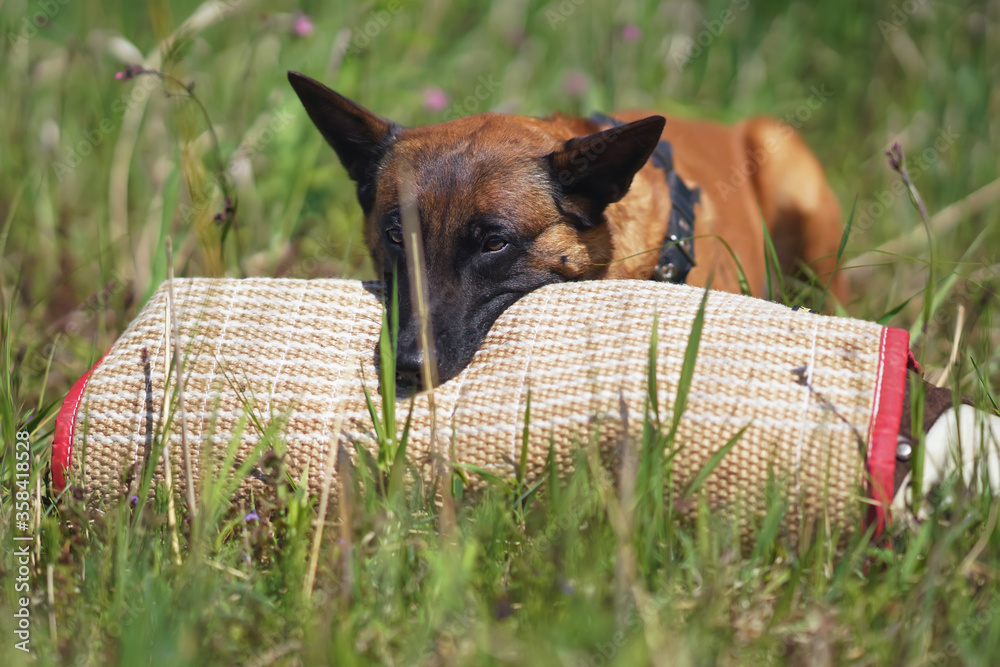 Belgian Malinois Bite