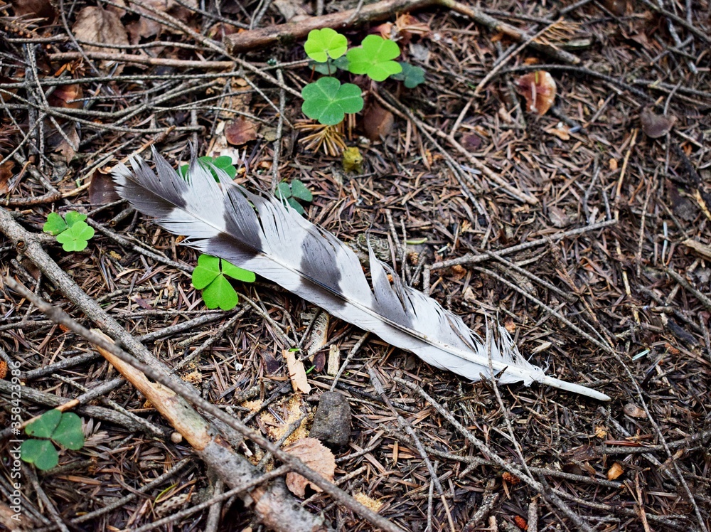 Bird of prey feather in nature Stock Photo | Adobe Stock