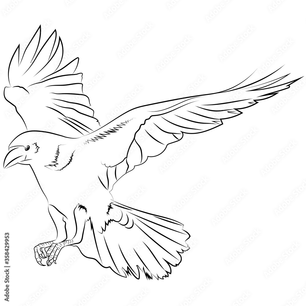 Black line art raven bird vector illustration on white background. Hand ...