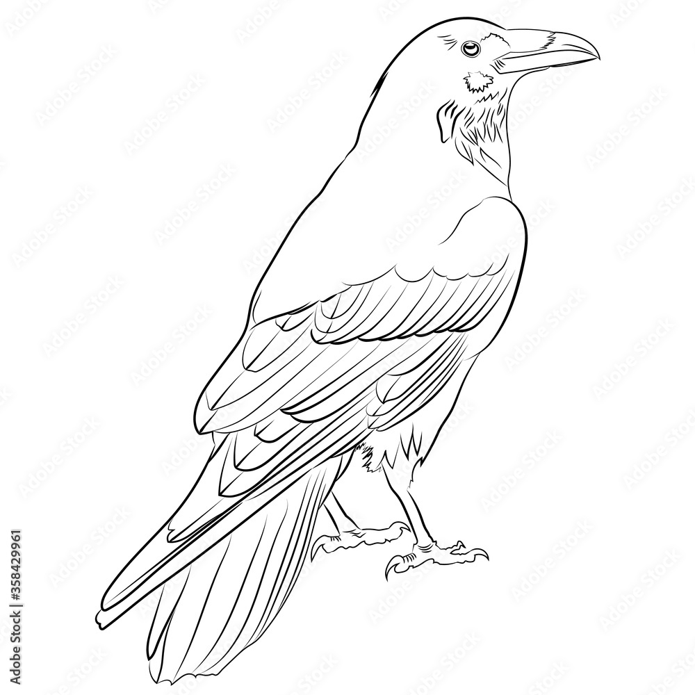 Coloring page, coloring book. Black fine art raven bird. Hand drawn ...