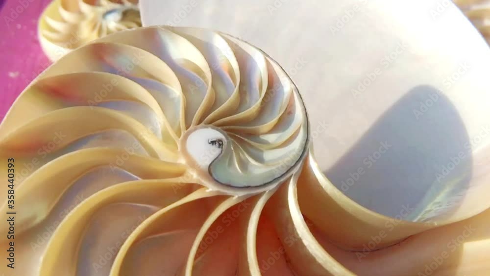 nautilus shell pearl Fibonacci sequence symmetry cross section spiral ...