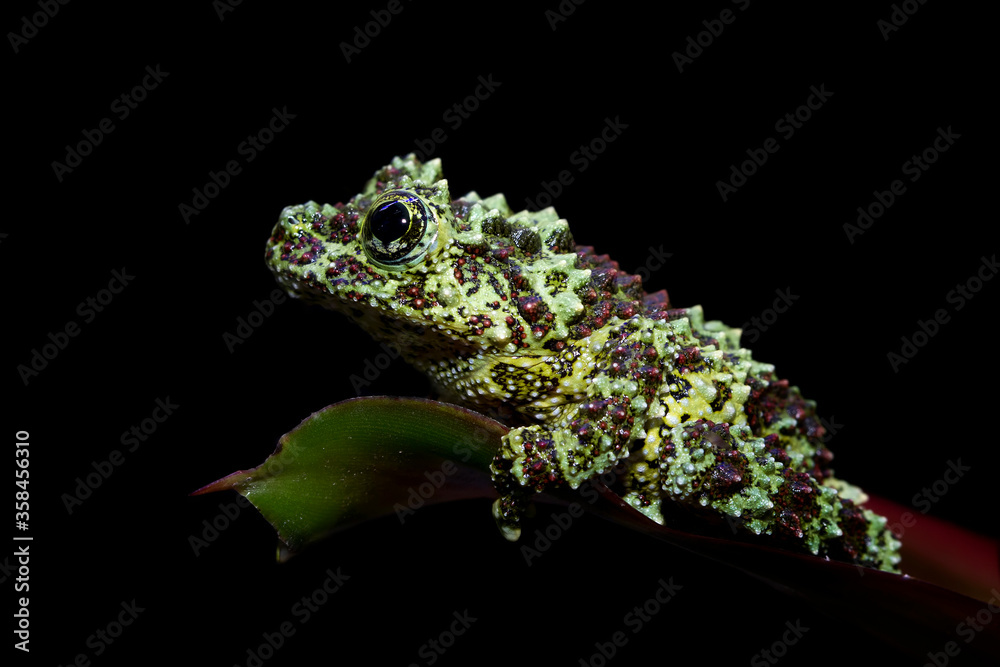 Theloderma corticale on leaves, mossy tree frog on leaves with black ...