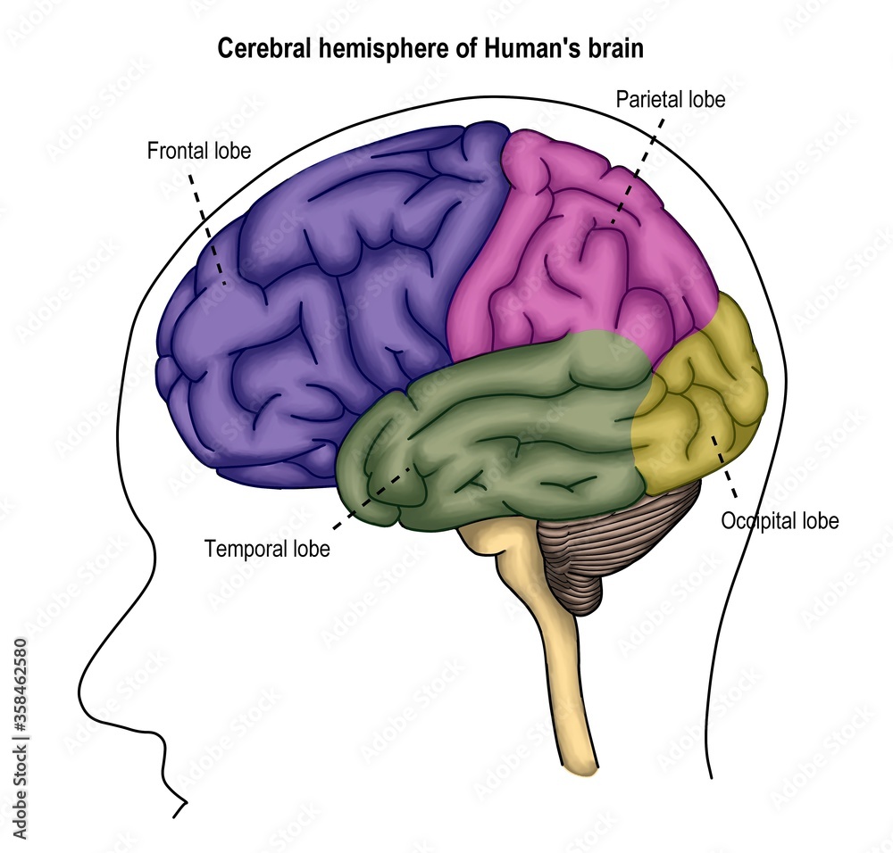 The different lobes of brain. Stock Illustration | Adobe Stock