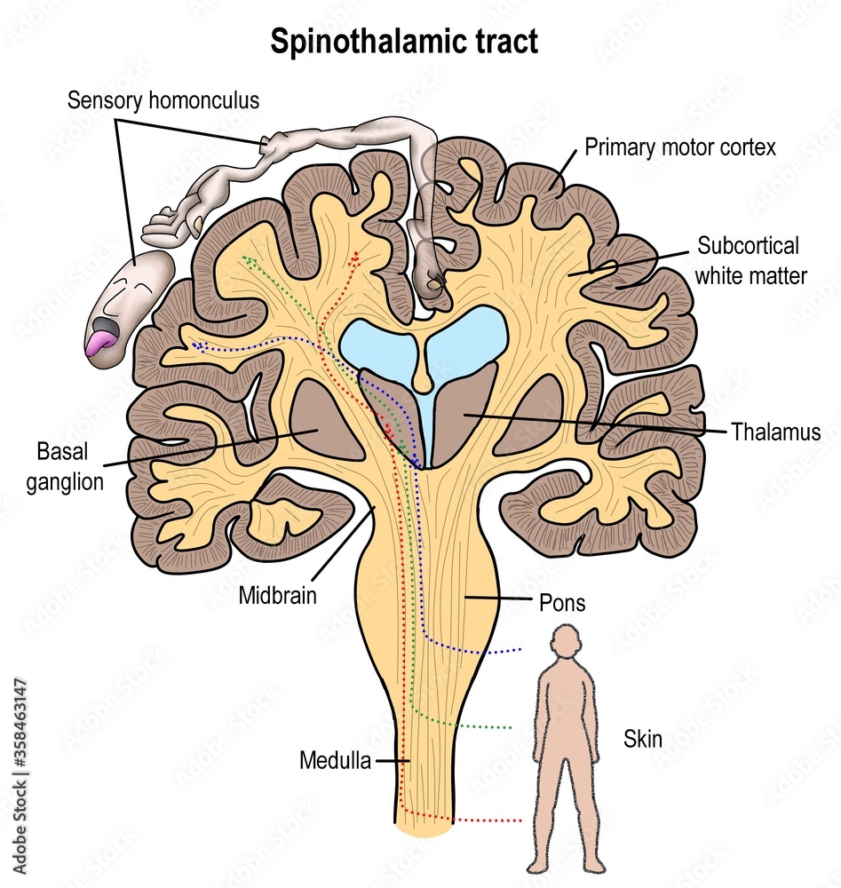The pathway of sensory perception of brain "spinothalamic track". Stock ...