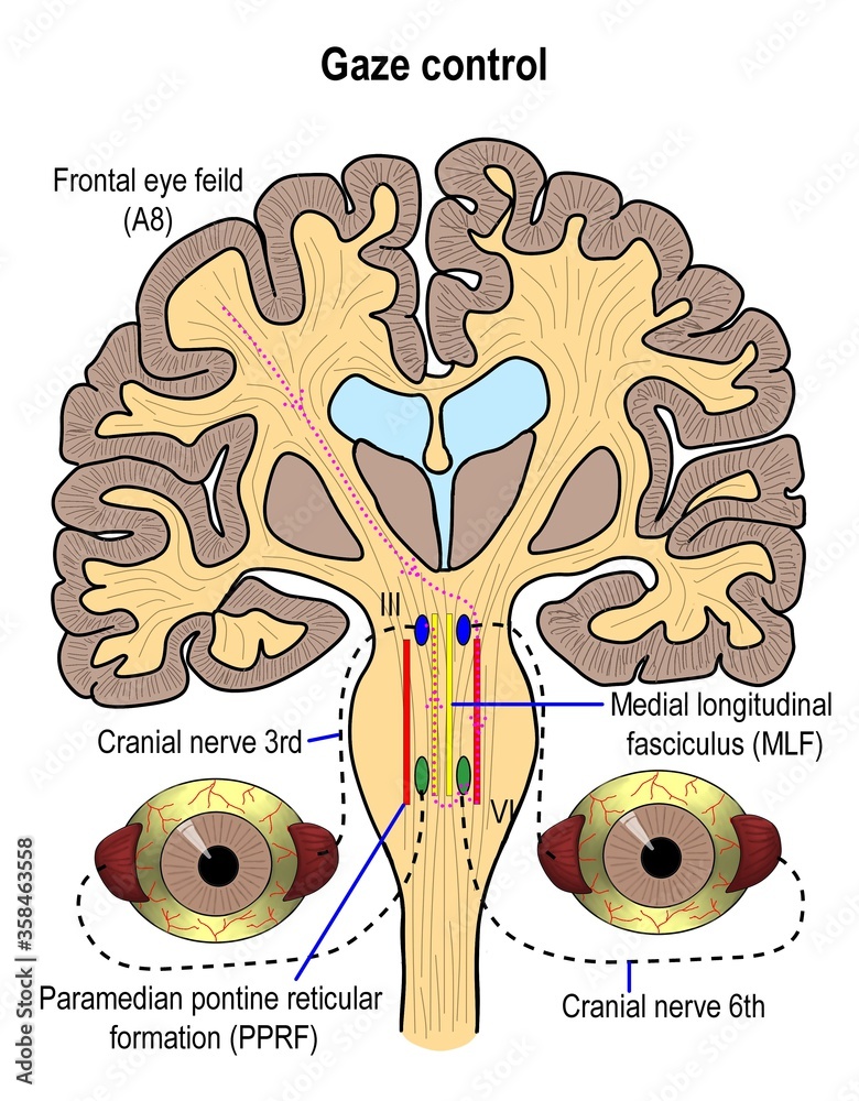 The mechanism of brain controles horizontal eye movements down from ...