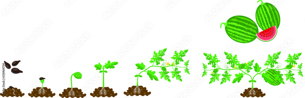 Watermelon growing cycle vector illustration in flat design. Planting ...
